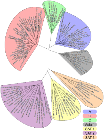 Serotypes | World Reference Laboratory for Foot-and-Mouth Disease